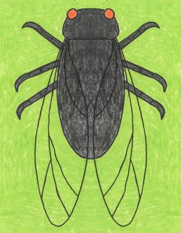 Easy How to Draw a Cicada Tutorial and Cicada Coloring Page
